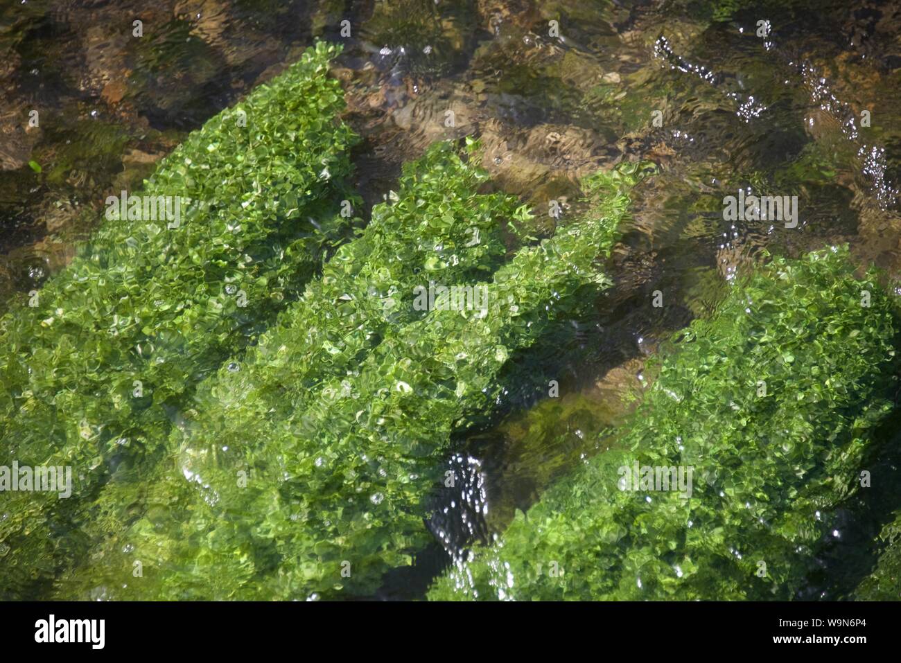 Small, clear water river with submerged aquatic plant life showing the ...