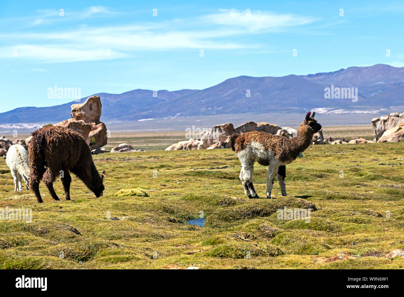 Alpacas and llamas at tranquil green landscape with geological rock ...