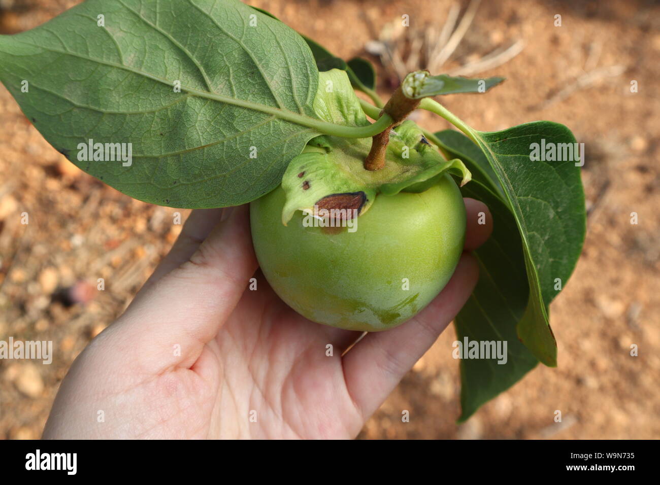 Close-up of a piece of immature "bright red" persimmon fruit that is ...