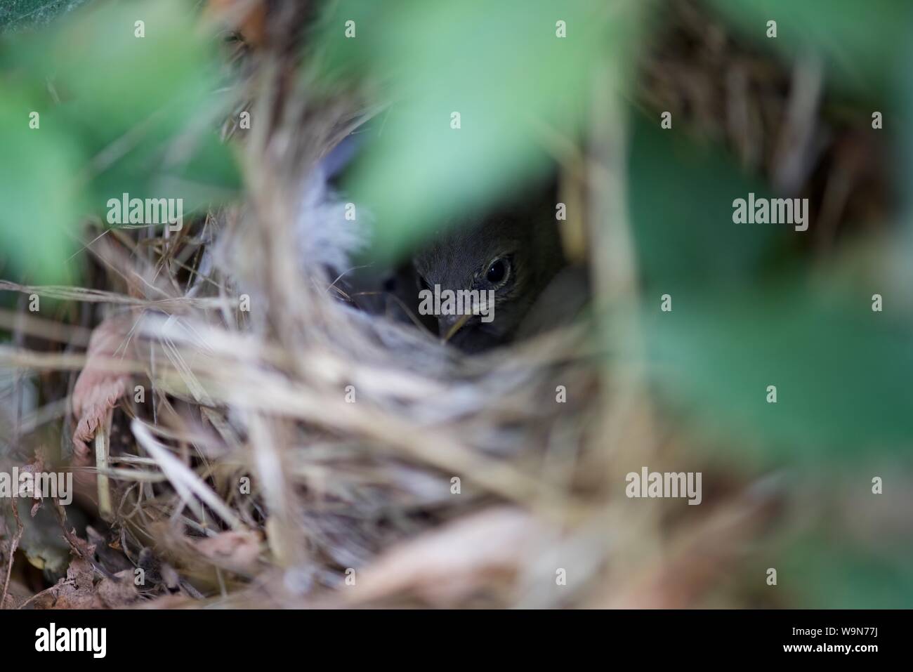 Nest of phylloscopus collybita hi-res stock photography and images - Alamy