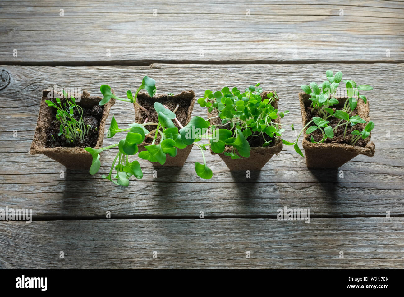 Green growing seedlings, sprouts of garden plants for planting. Top ...