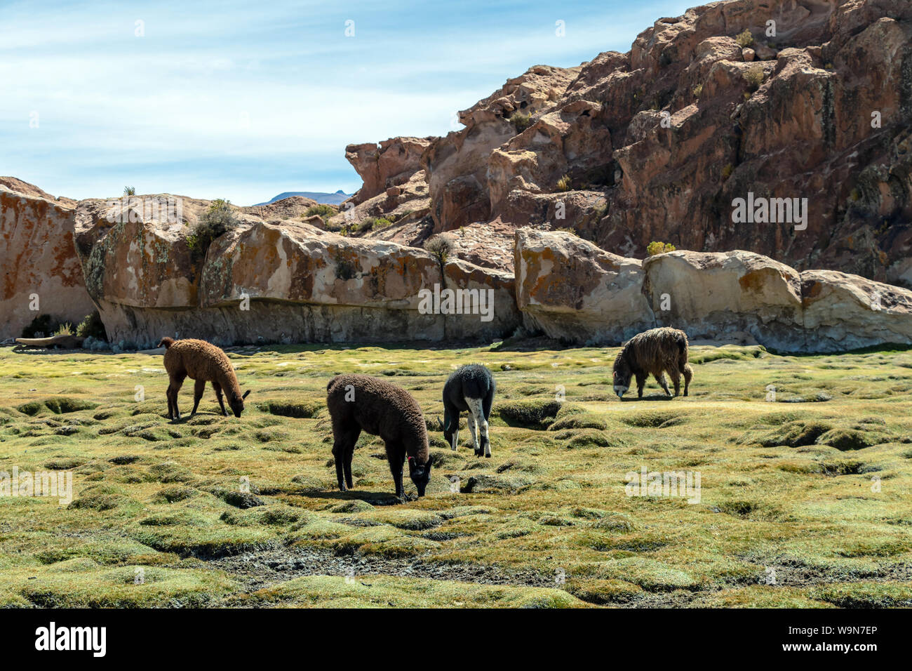 Alpacas and llamas at tranquil green landscape with geological rock ...