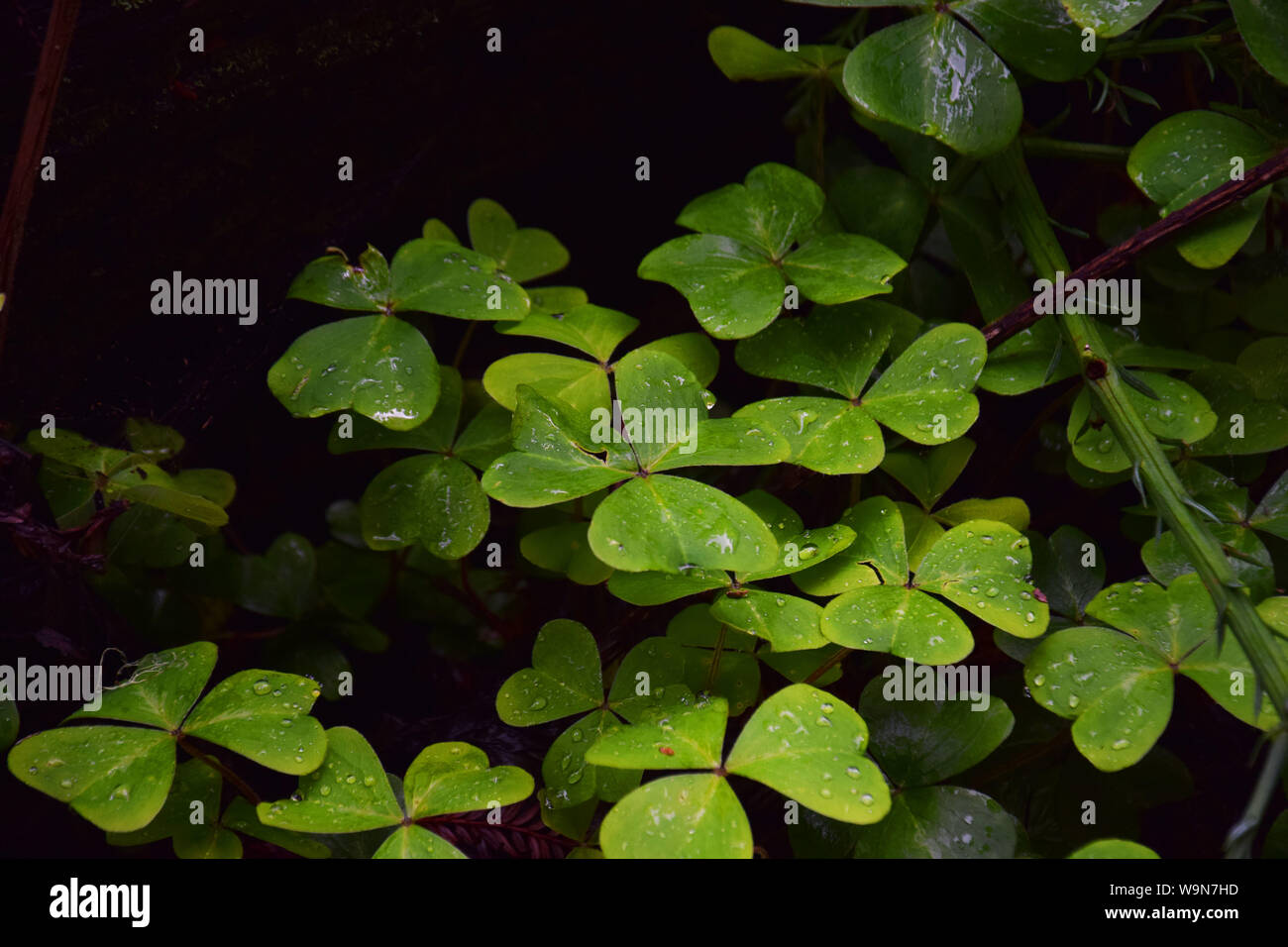 Woods clover hi-res stock photography and images - Alamy