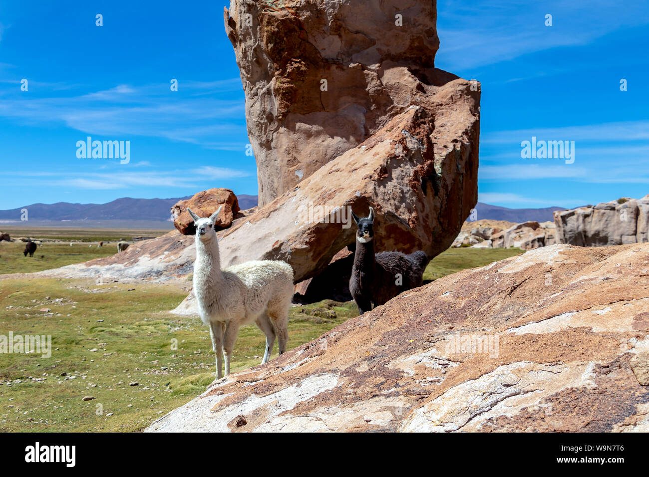 Alpacas close-up, cute and funny black and white South American ...