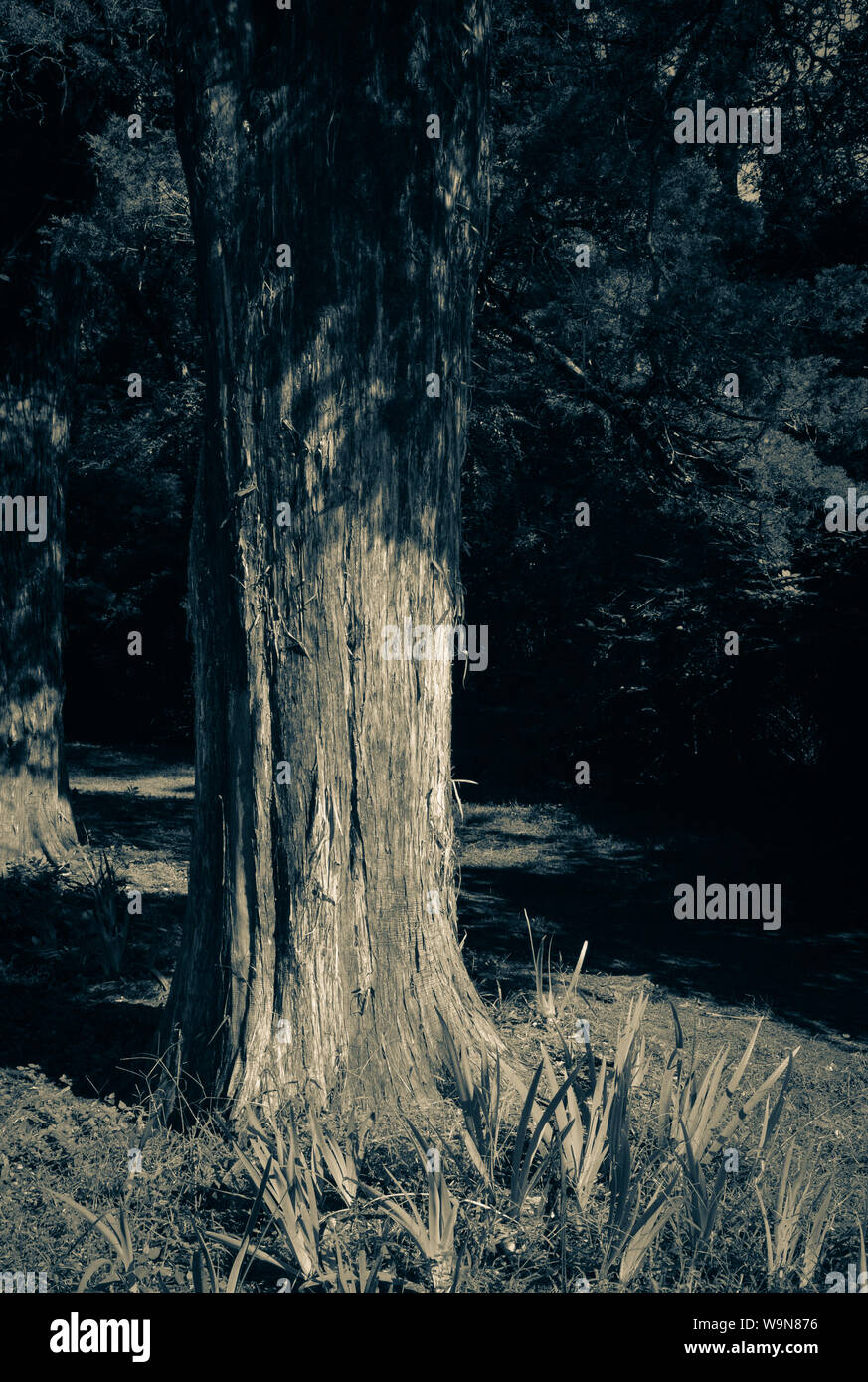Path shaded by trees hi-res stock photography and images - Alamy