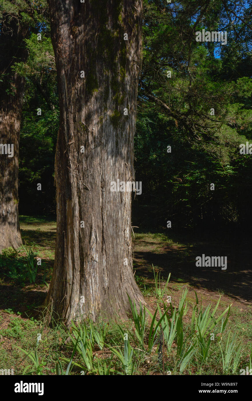Big cedar trees hi-res stock photography and images - Alamy