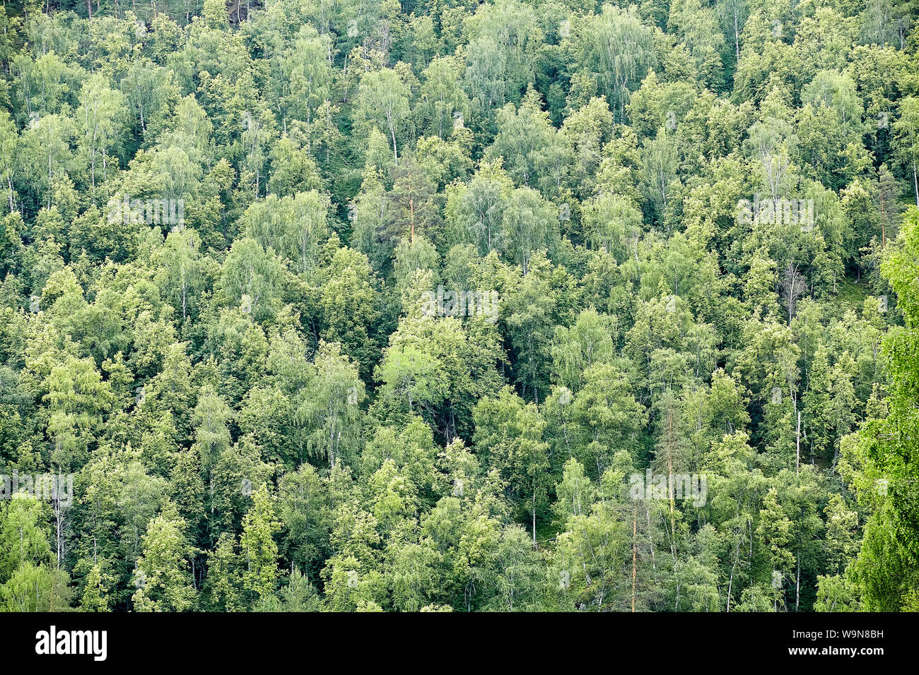 Mixed forest of birch and pine trees, top view, green floral texture ...