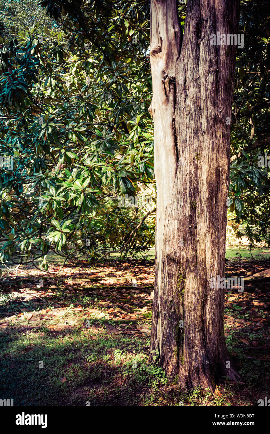 Savin tree hi-res stock photography and images - Alamy