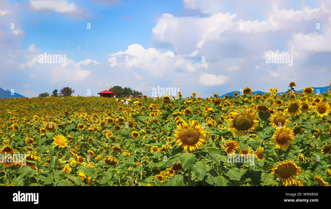 Sunflower Blooming in Gangju Village, HamAn County, South Korea, Asia ...