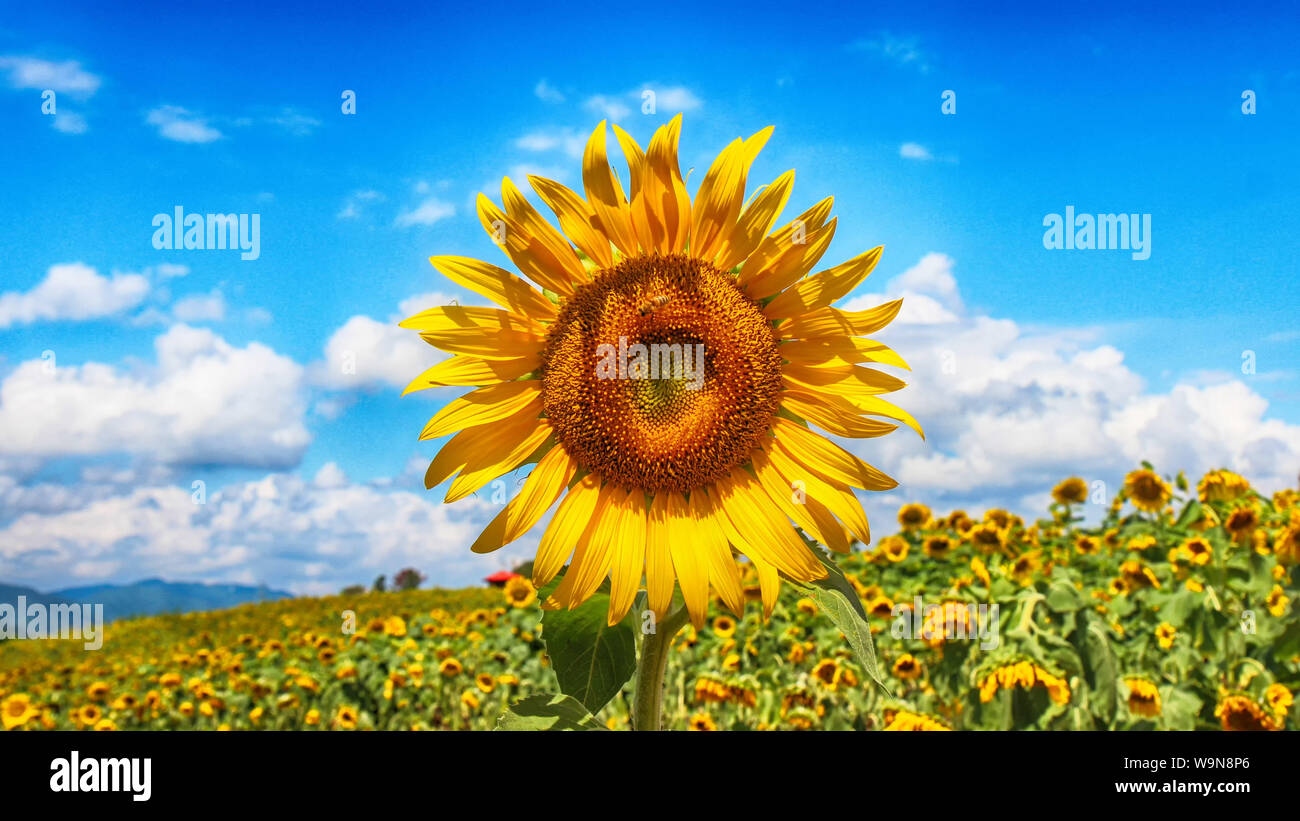 Sunflower Blooming in Gangju Village, HamAn County, South Korea, Asia ...