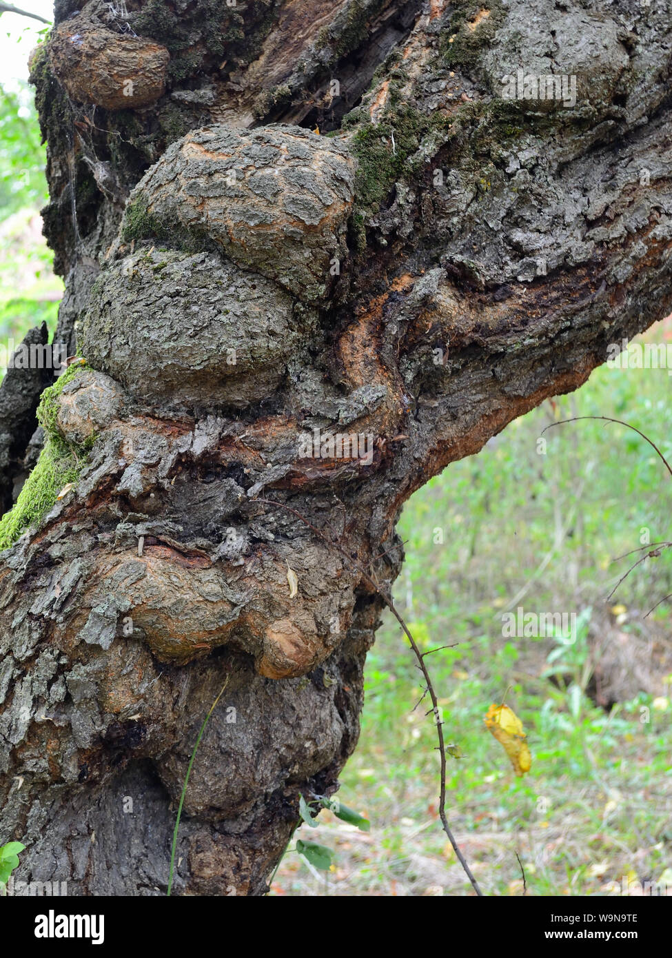 Burls hi-res stock photography and images - Alamy