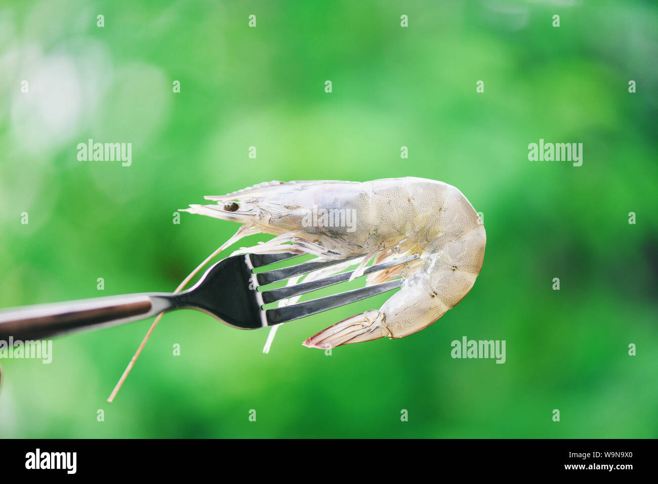 shrimps on a fork close up / fresh raw shrimp prawns with nature green ...