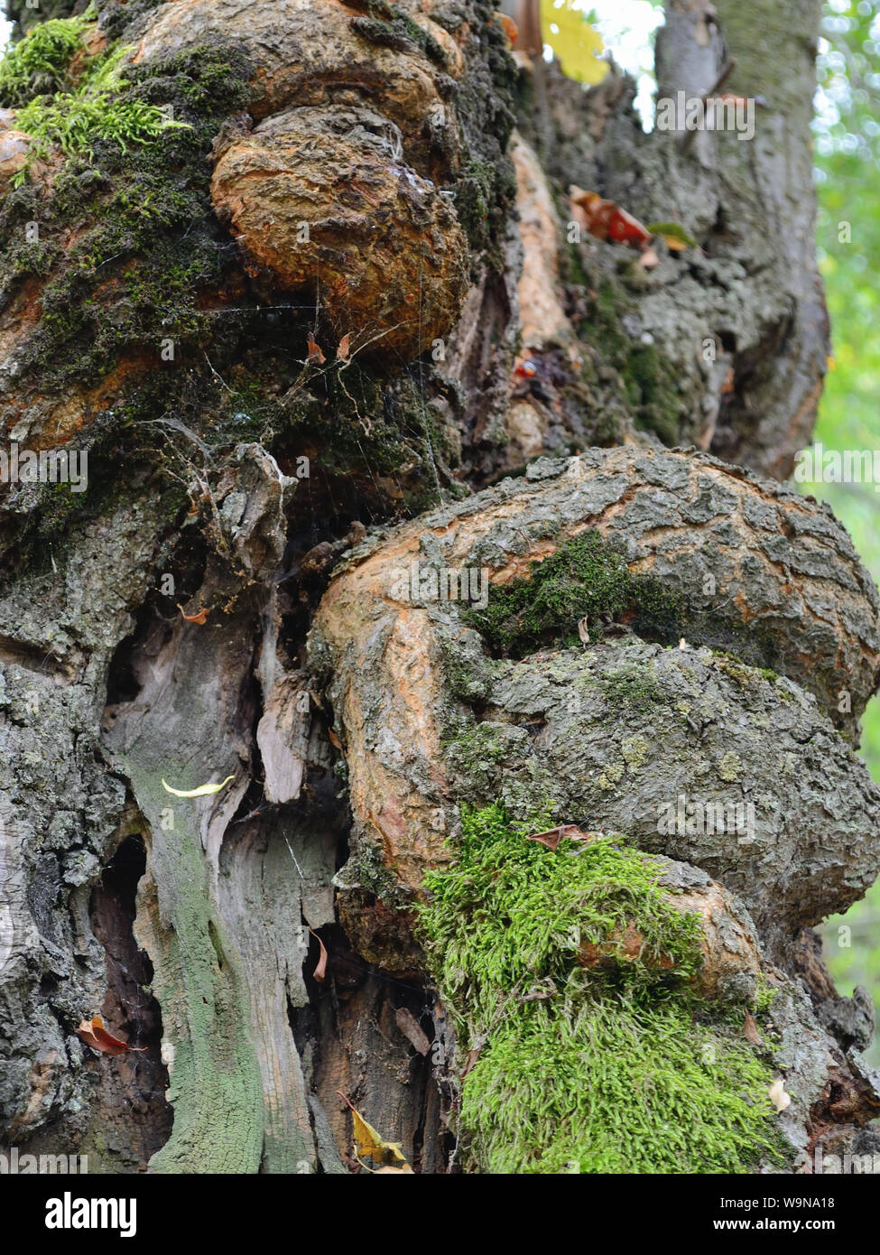 Burls hi-res stock photography and images - Alamy