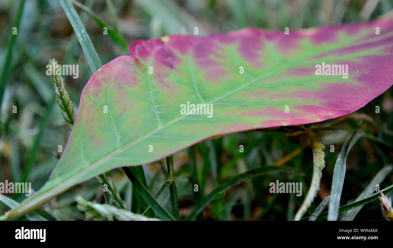 Phytolacca Decandra High Resolution Stock Photography and Images - Alamy