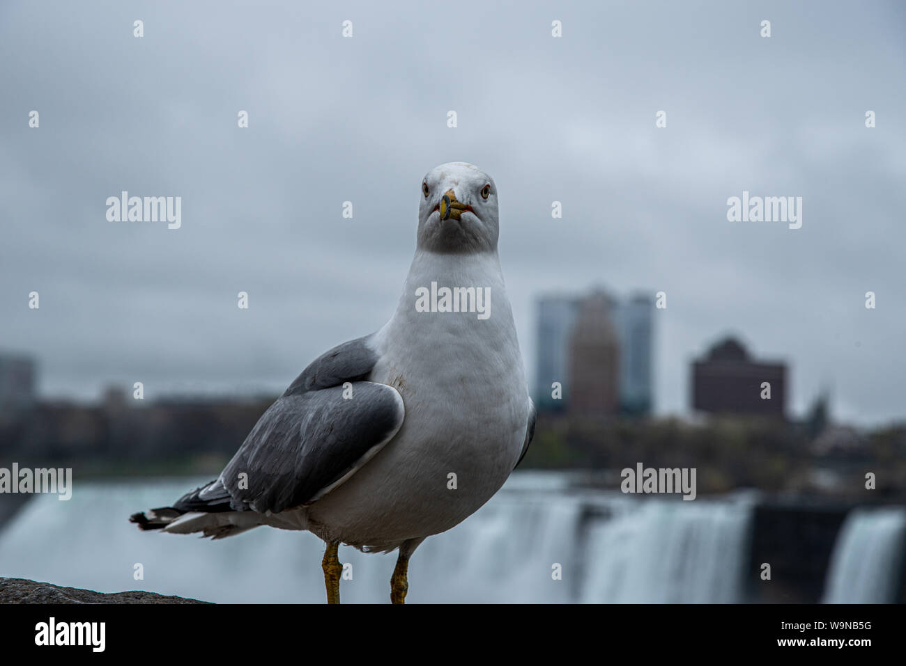 Seagull standing in front of Bridal Veil fall at Niagara falls Stock ...