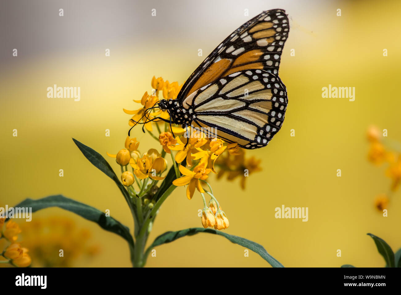 monarch butterfly (Danaus plexippus) on a milkweed plant in Irvine ...