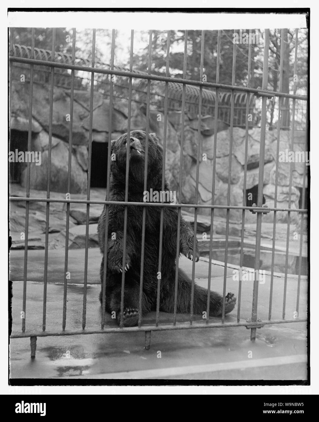 Bear at zoo Stock Photo - Alamy