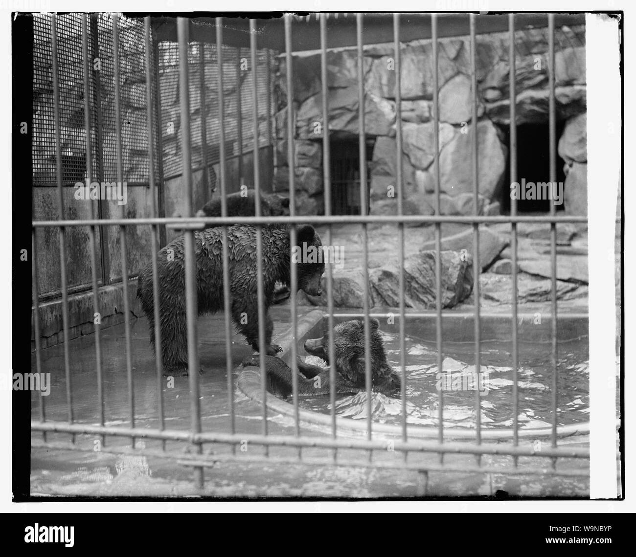 Bears at zoo Stock Photo - Alamy