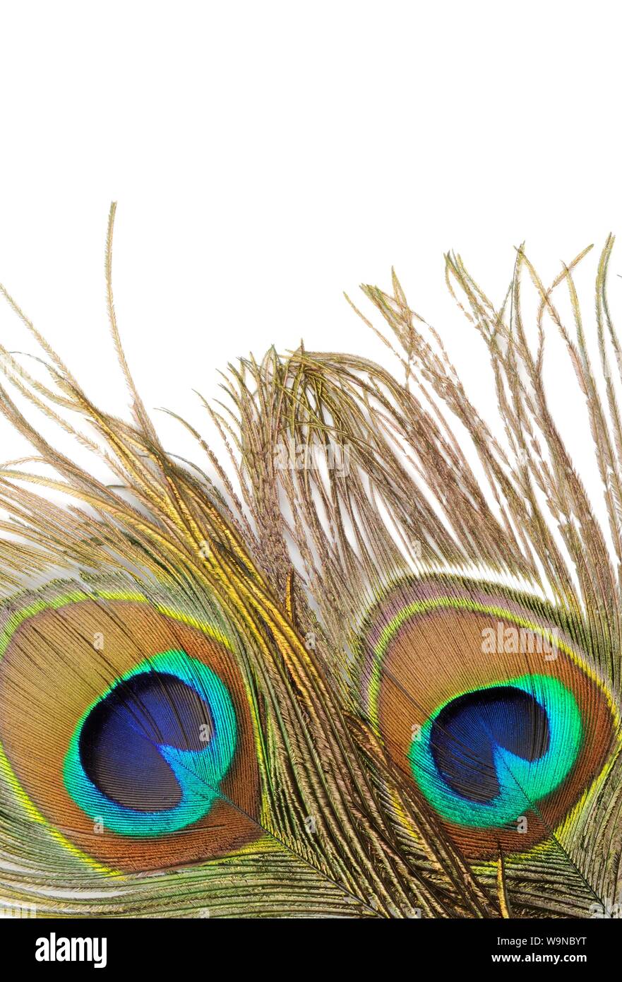 Color feather photograph hi-res stock photography and images - Alamy