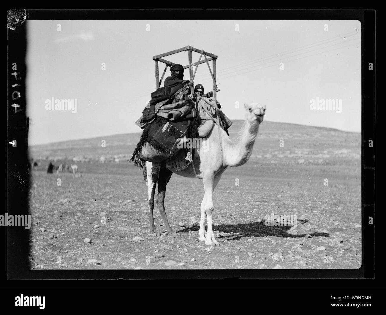 Bedouin life in Trans-Jordan. Bedouin woman and child on a camel ...