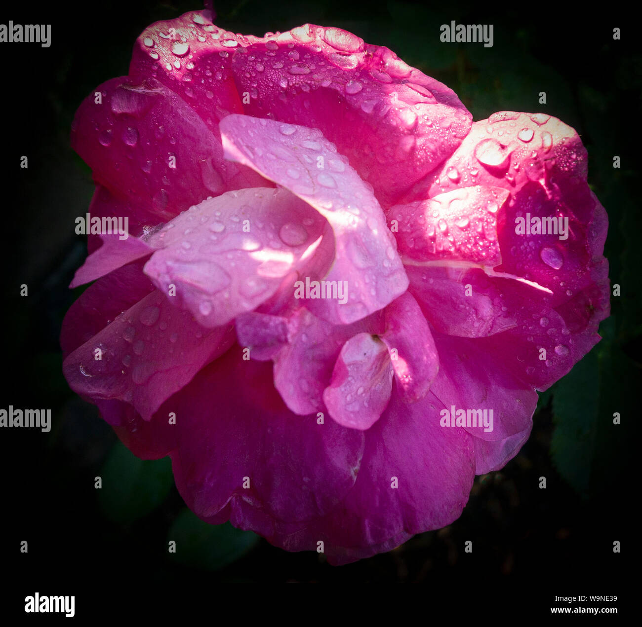 Evergreen rose hi-res stock photography and images - Alamy