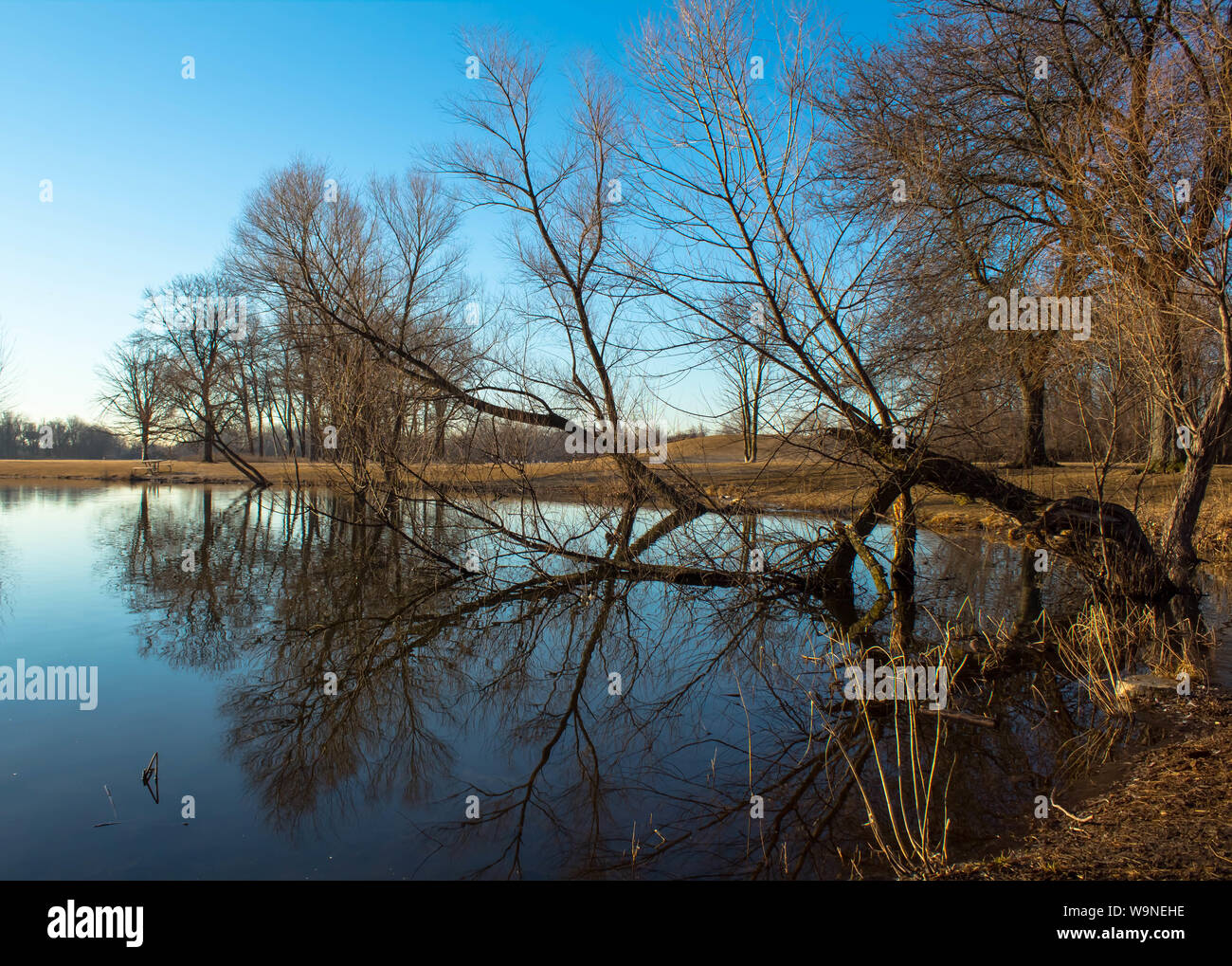 beautiful spring morning landscape , Lake and fallen into water tree ...