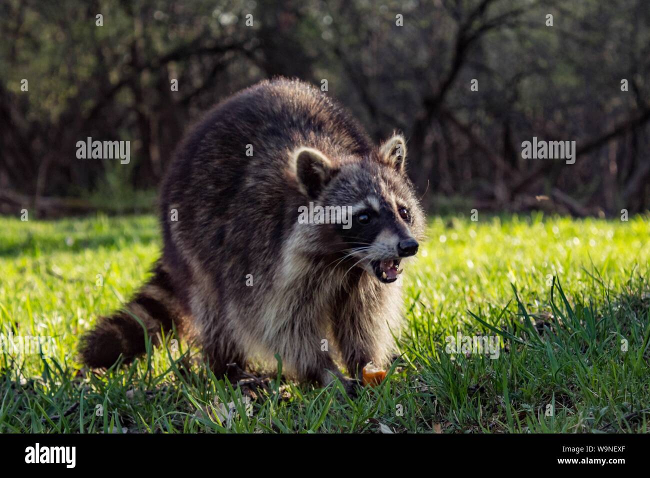 Angry Raccoon