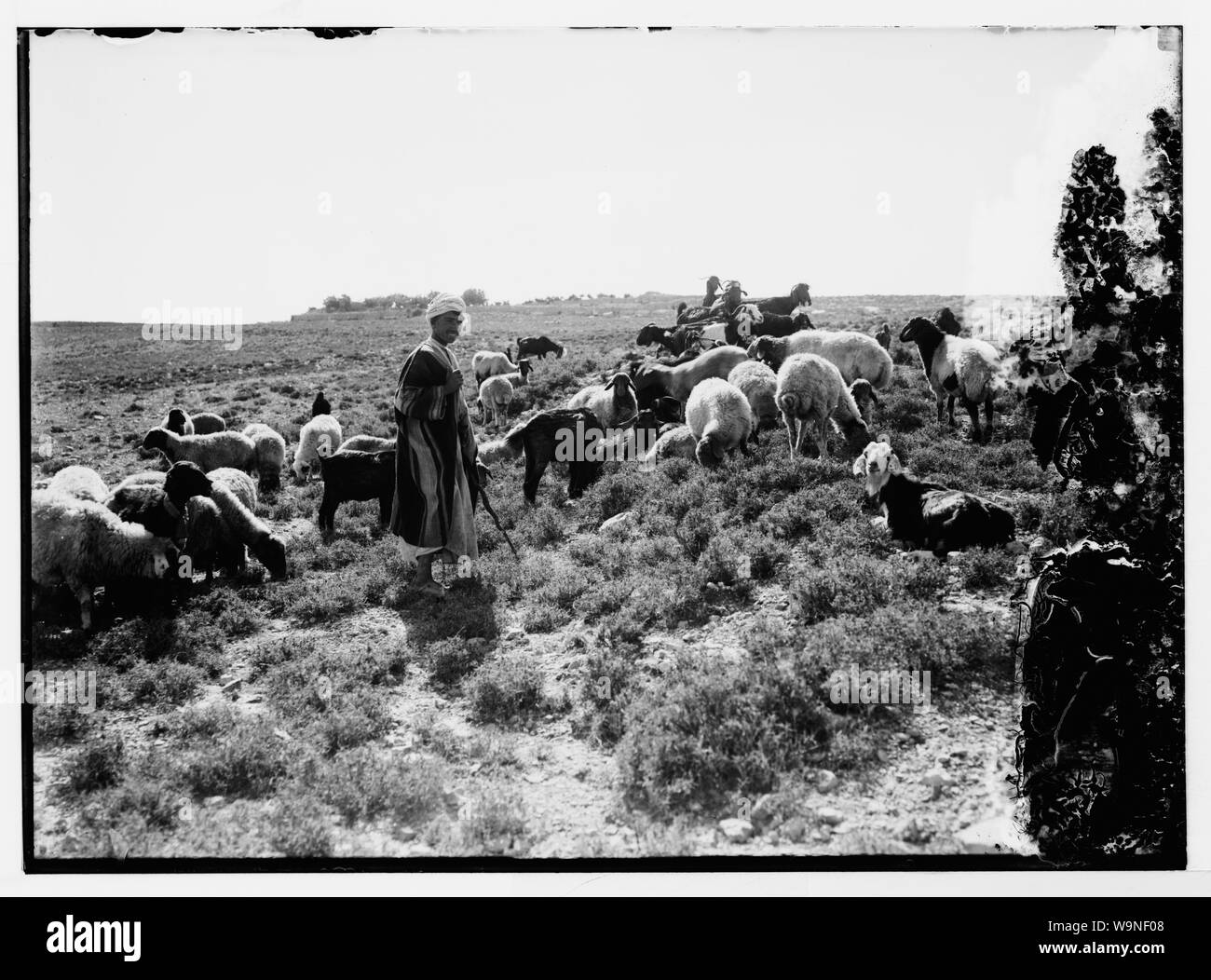 Bedouin shepherd Black and White Stock Photos & Images - Alamy Bedouin shepherd Black and White Stock Photos & Images - Alamy