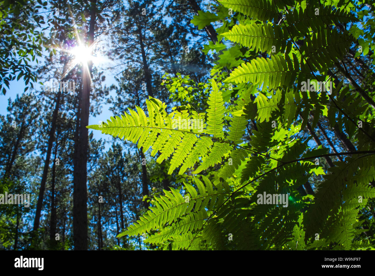 Picture taken from underneath hi-res stock photography and images - Alamy
