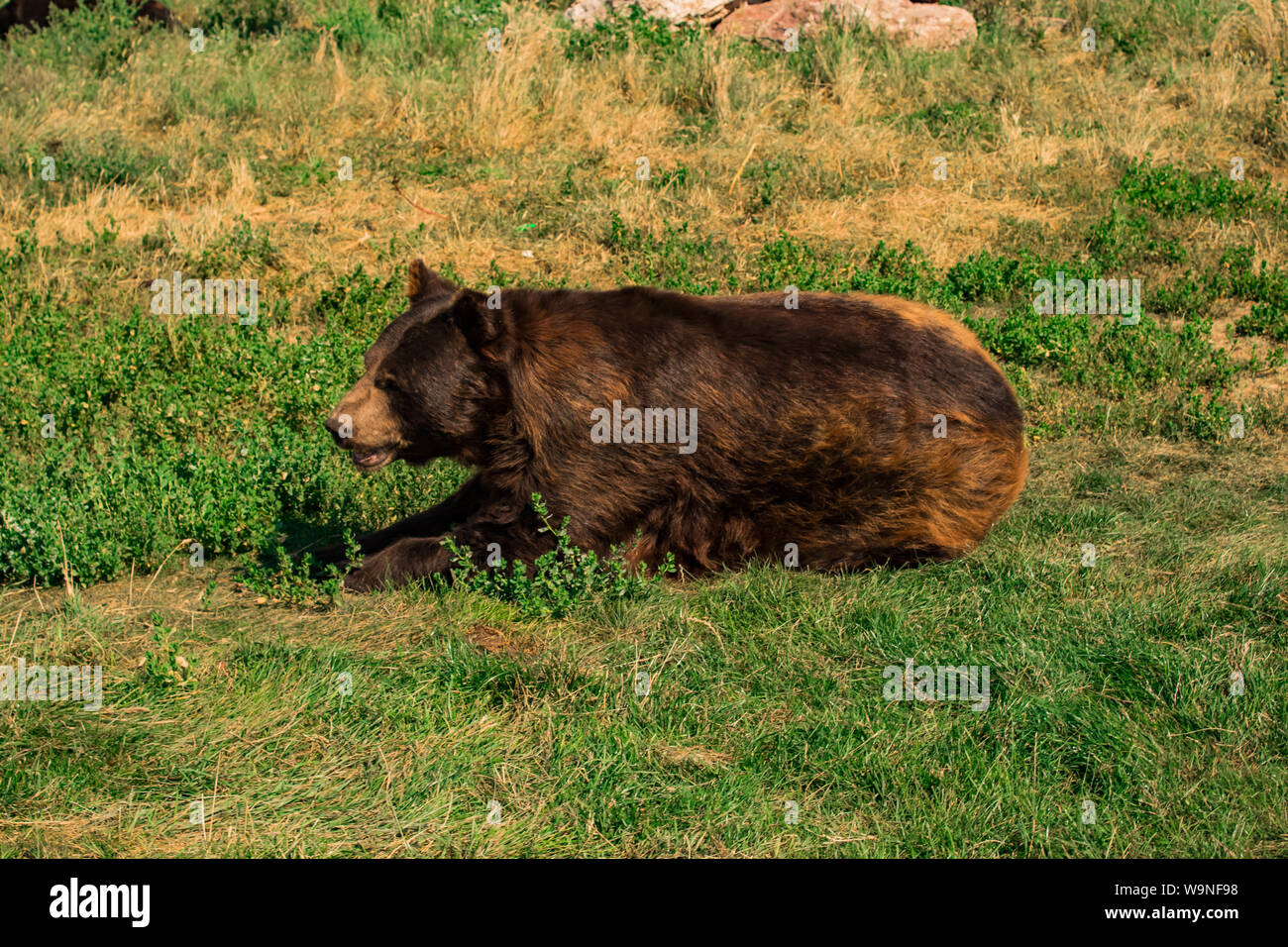 Bear laying down hi-res stock photography and images - Alamy