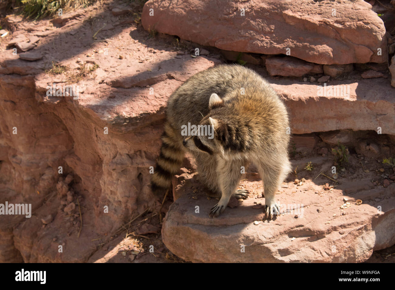 cute raccoon playing on the red rocks Stock Photo - Alamy