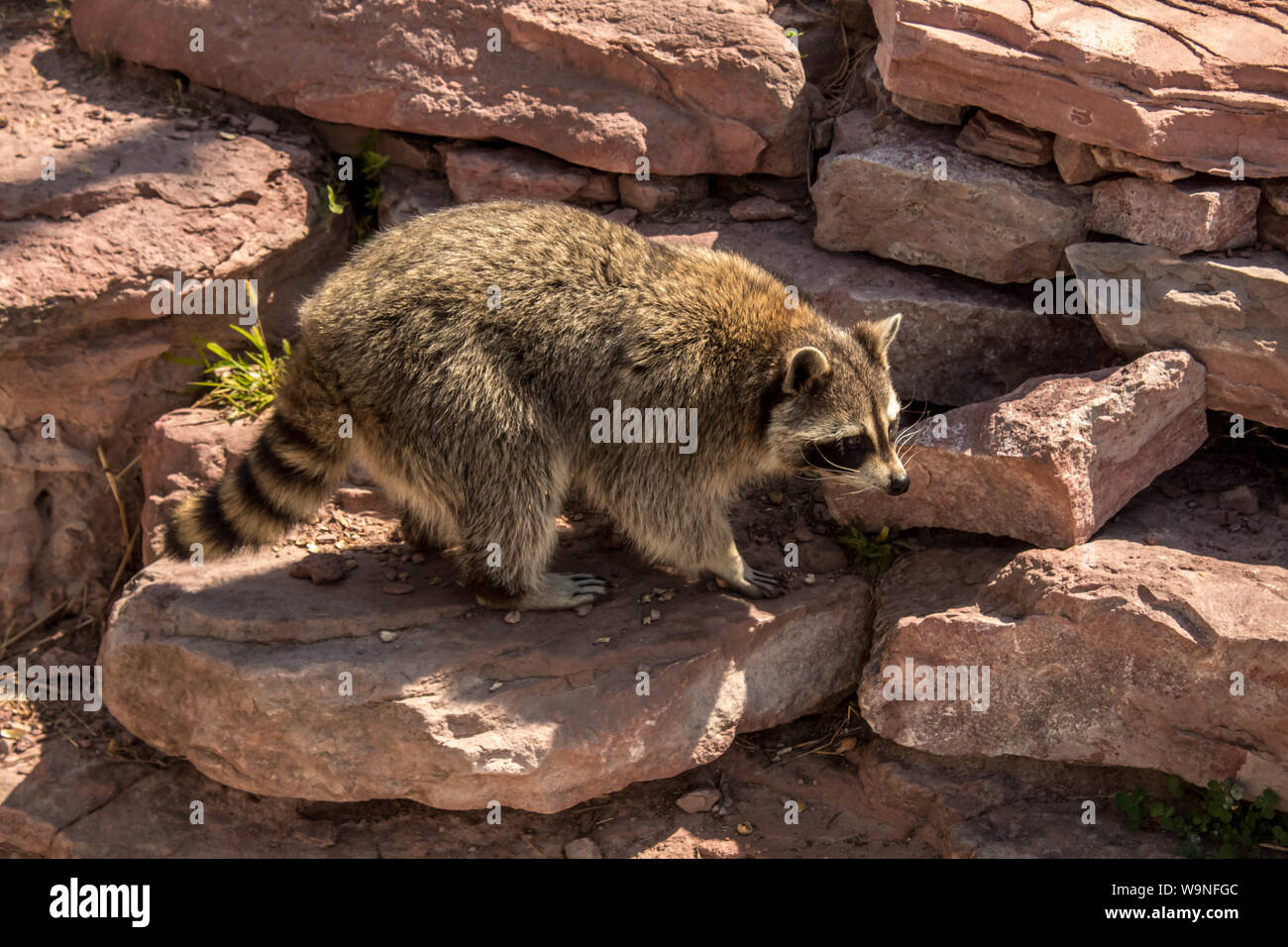 cute raccoon playing on the red rocks Stock Photo - Alamy