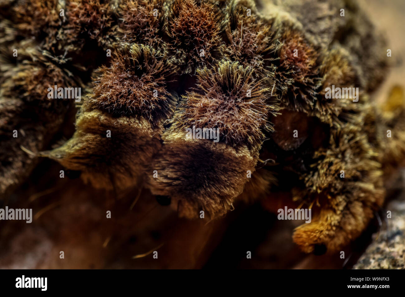 Moth up close hi-res stock photography and images - Alamy