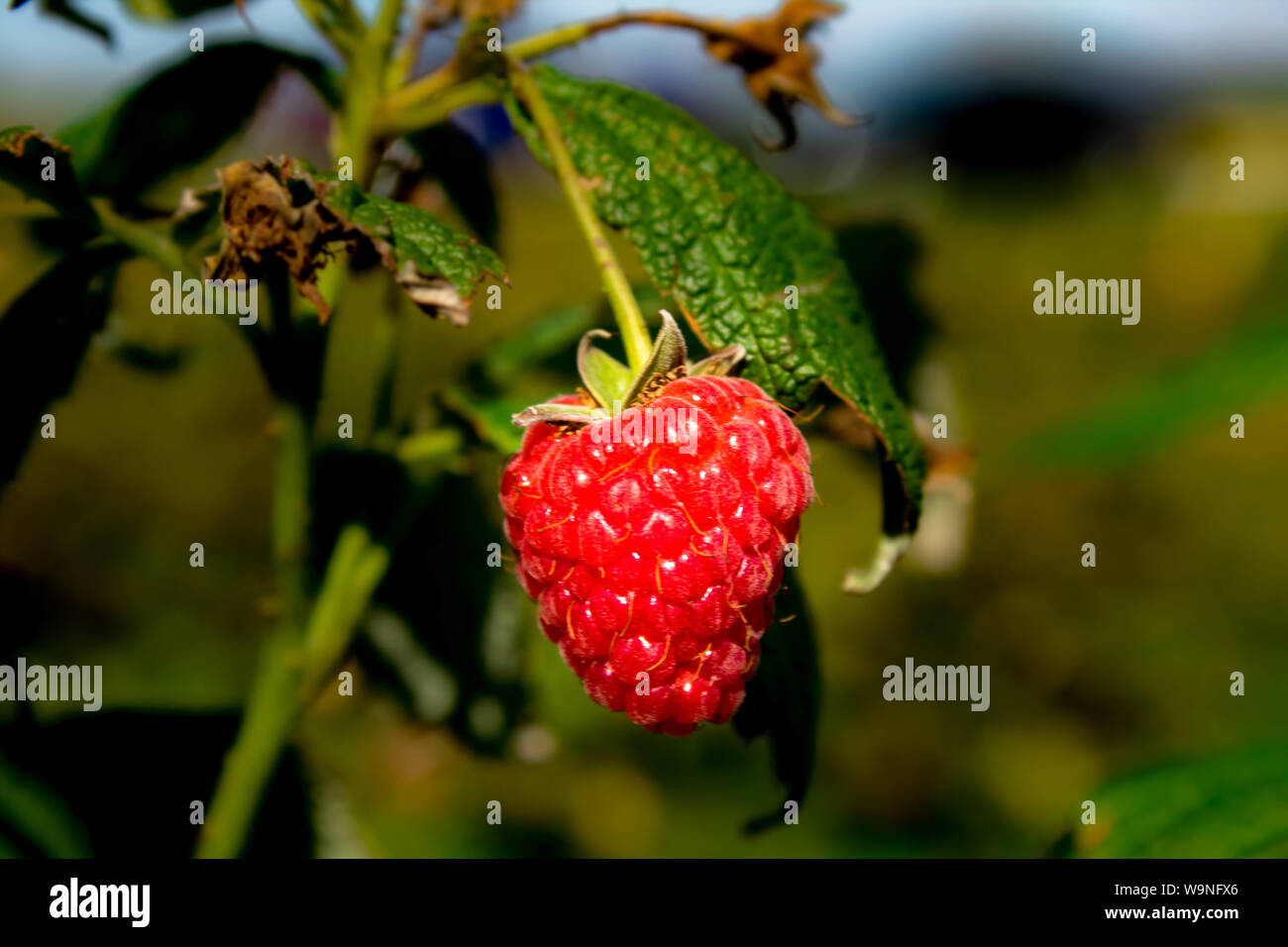 single raspberry , with blurred background Stock Photo - Alamy