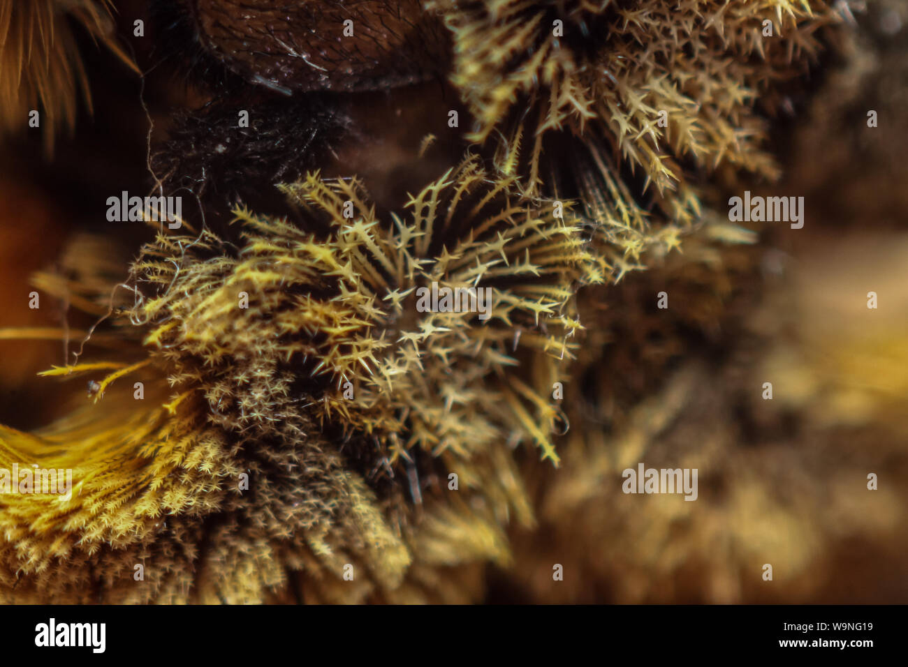 Close-up of a moth with detail on the insect hairs (setae), Lepidoptera ...