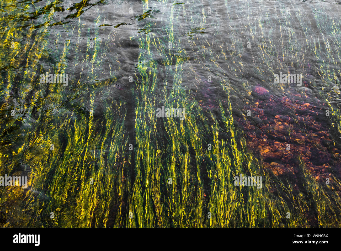 Art picture of Underwater plants ,green river weed in red rock bottom ...