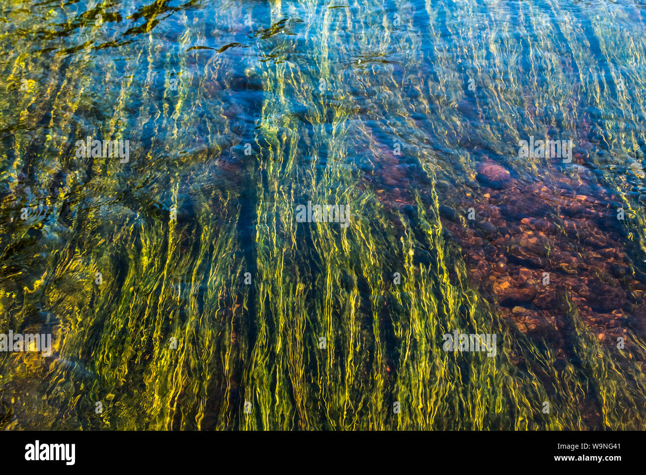 Underwater plants ,green river weed in red rock bottom river ...