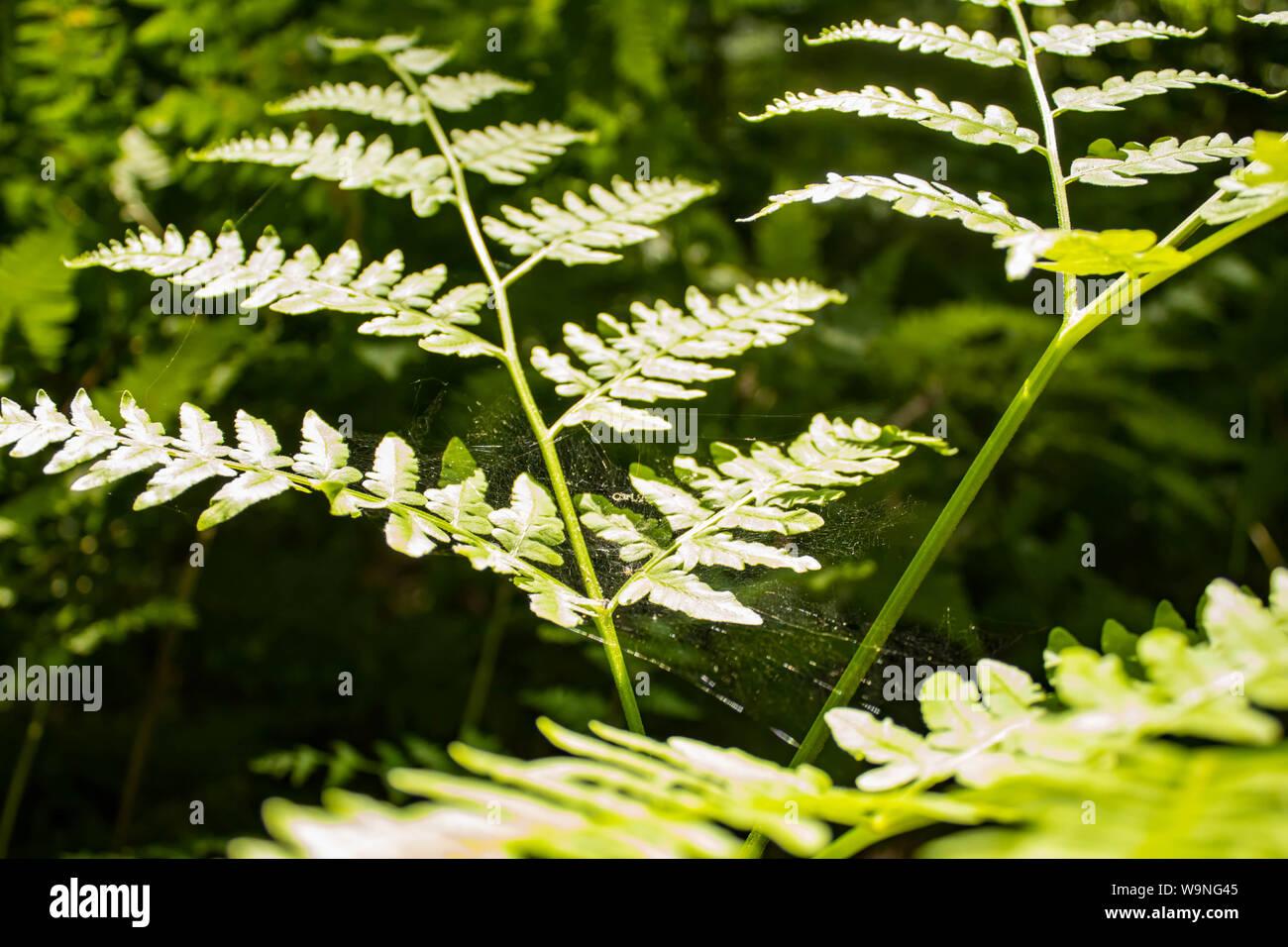 Spider on fern hi-res stock photography and images - Alamy