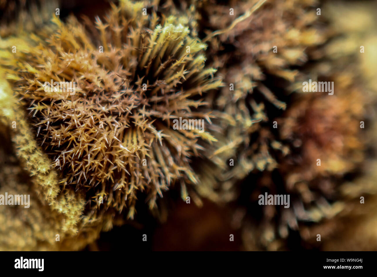 Close-up of a moth with detail on the insect hairs (setae), Lepidoptera ...