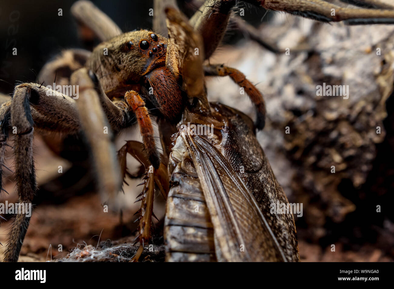 Close-up of a wolf spider (Lycosidae, Lycosa erythrognatha) common in ...