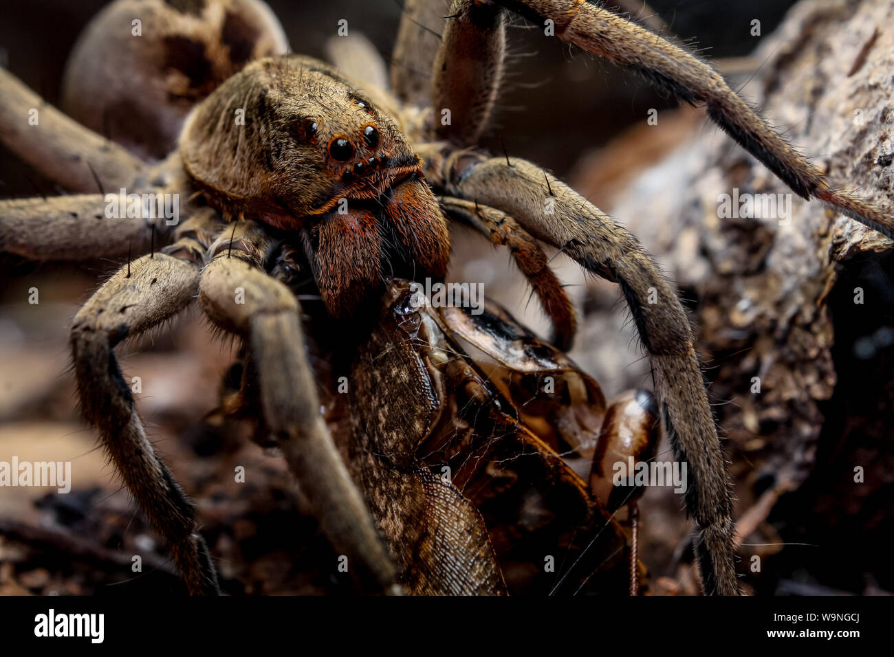 Close-up of a wolf spider (Lycosidae, Lycosa erythrognatha) common in ...