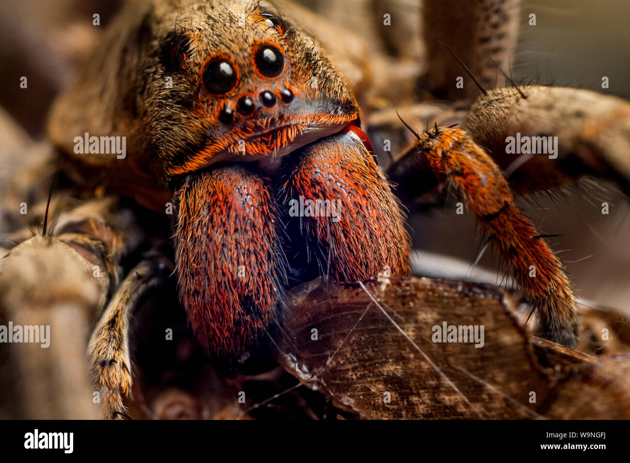 Wolf Spider Fangs
