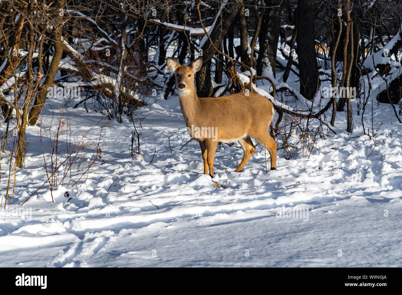 Fluffy deer hi-res stock photography and images - Alamy