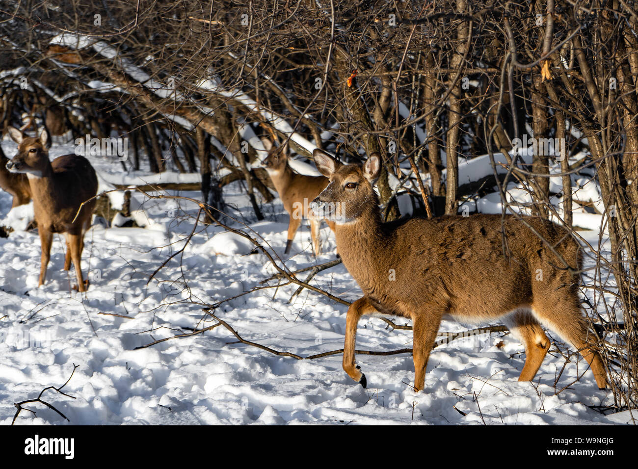 Cute young fluffy deer walks in the snowy forest and looking for a food ...