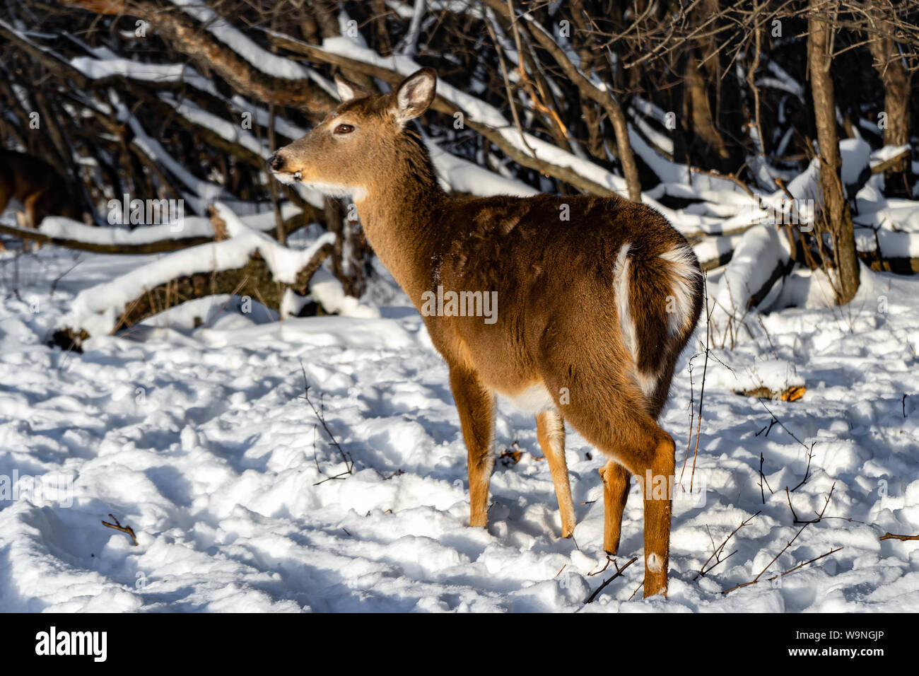 Cute young fluffy deer walks in the snowy forest Schiller Park IL Stock ...