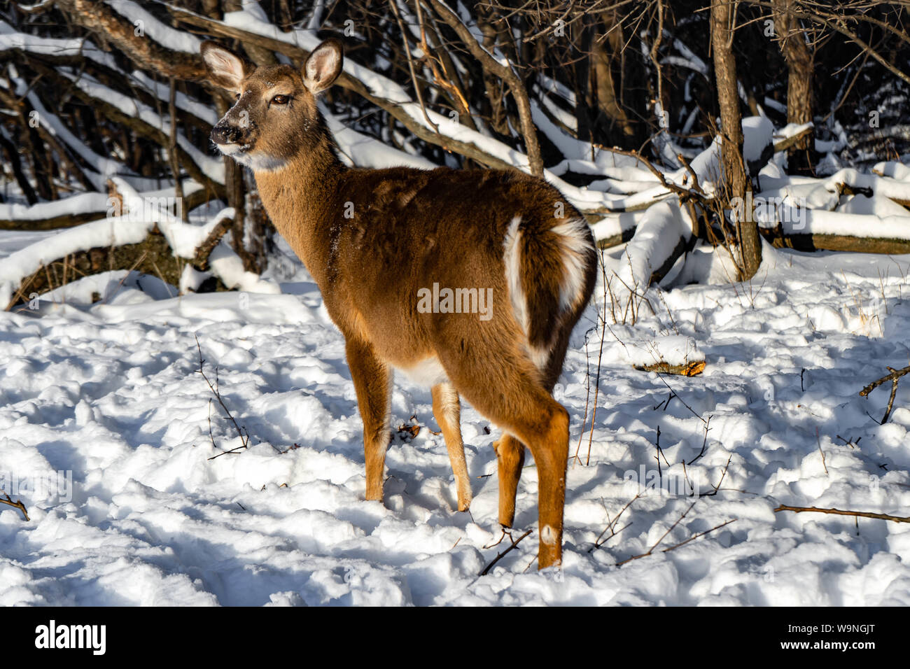 Cute young fluffy deer walks in the snowy forest Schiller Park IL Stock ...