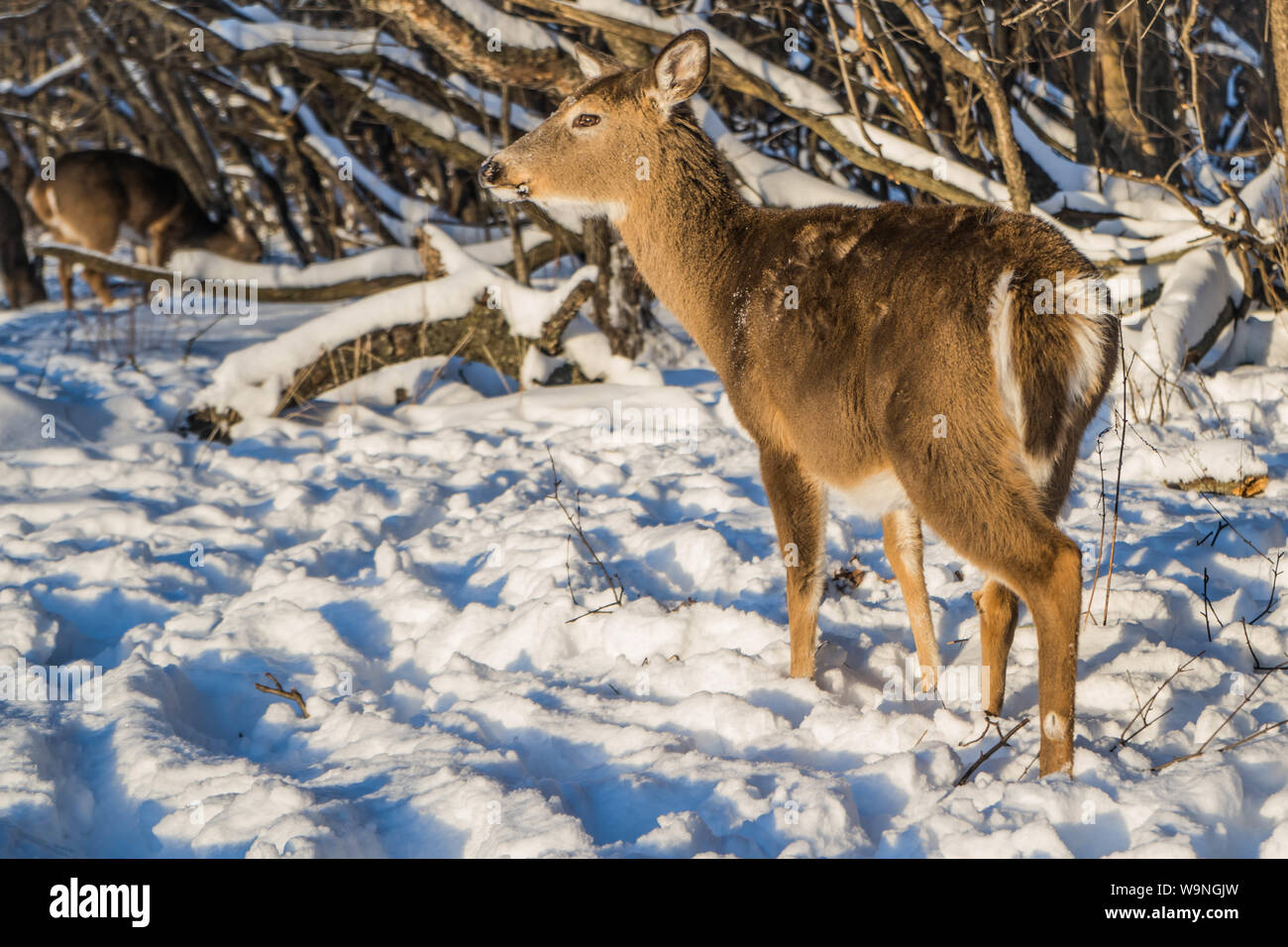 Rutting mule deer hi-res stock photography and images - Alamy