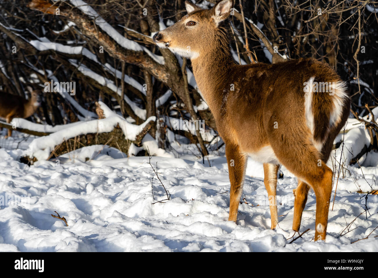 Cute young fluffy deer walks in the snowy forest Schiller Park IL Stock ...