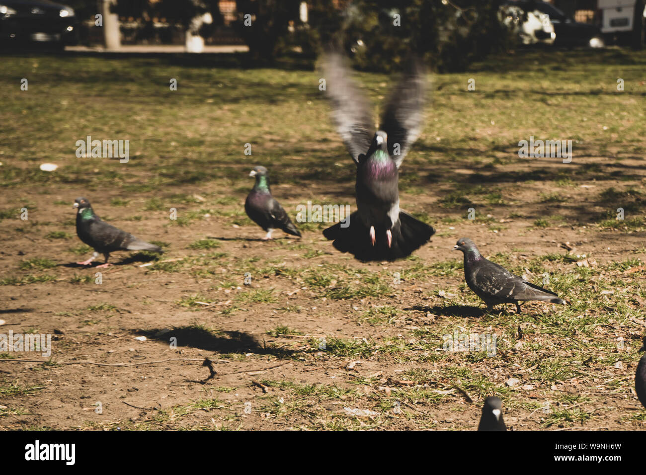 Blur picture of flock pigeons , one of them taking off wagging by wings ...