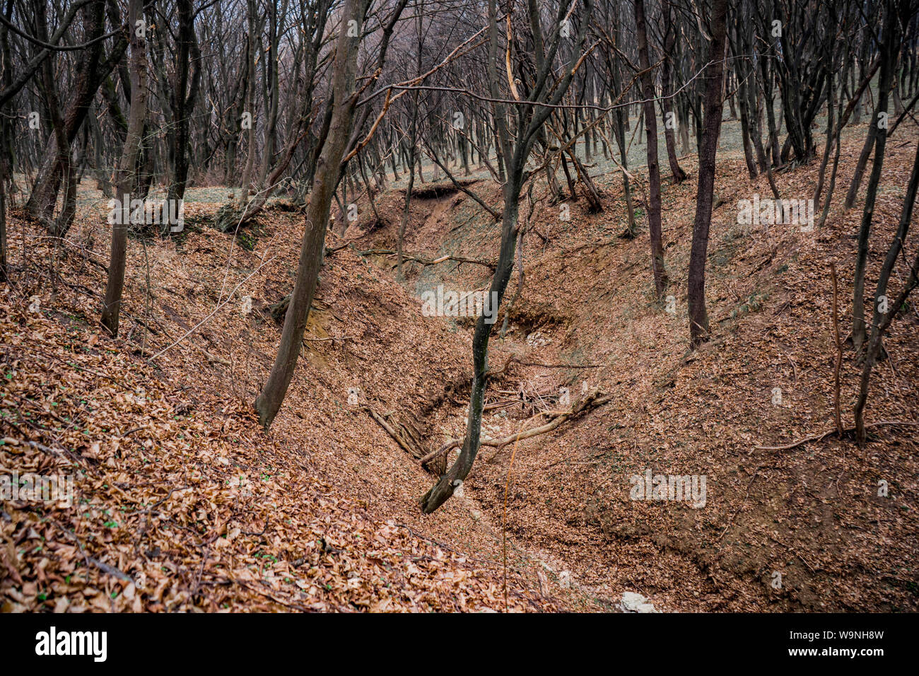 beautiful nature landscape of forest ravine in early spring with ...